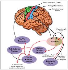 9S2 STRENGTH & SUPPLENESS - Supporting Your Learning and Development