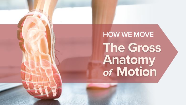 Elizabeth Murray - How We Move - The Gross Anatomy of Motion ...